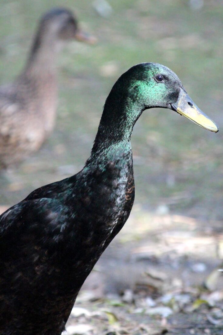 Duck Breeds: 14 Breeds YOU Could Own and Their Facts at a Glance