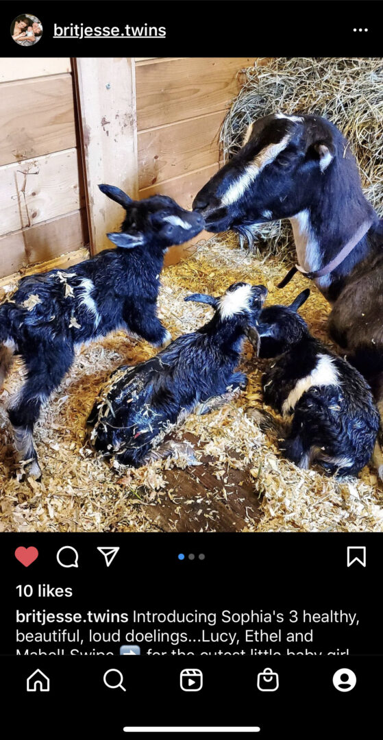 Goat Binder for Health, Care, and Organization -- All You'll Ever Need!