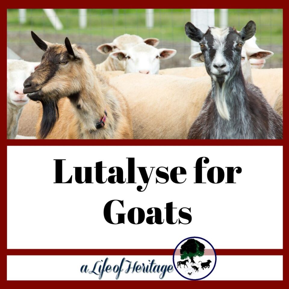 Raising Goats Information and Resources for 2023