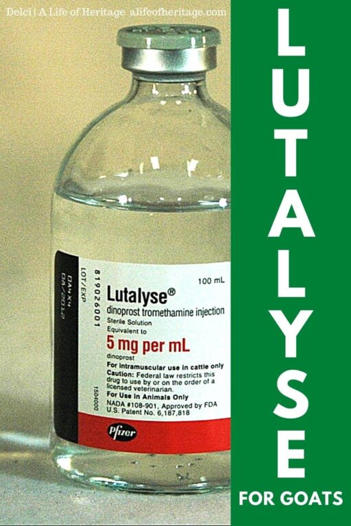 Lutalyse for Goats - 2025 Detailed info on how to use correctly