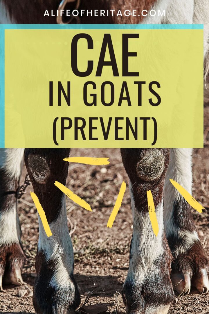 2024 | Understanding CAE in Goats: Prevention, Management, & Treatment