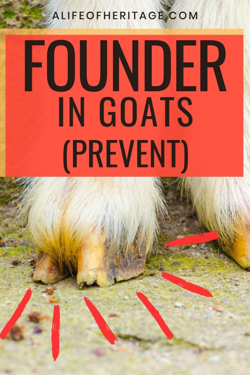 Understanding Founder in Goats: An Awful Hoof Condition