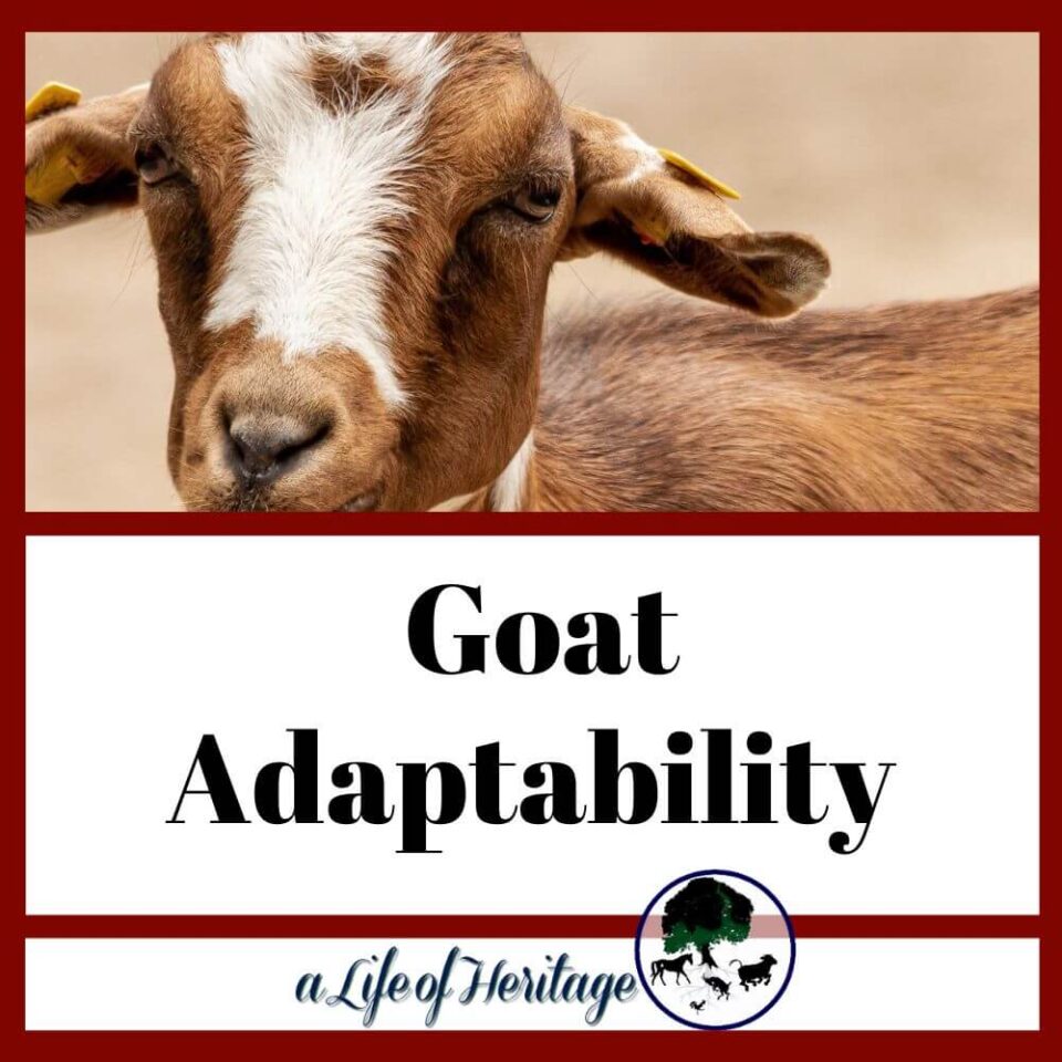 Anemia in Goats: Causes & What You Can Do