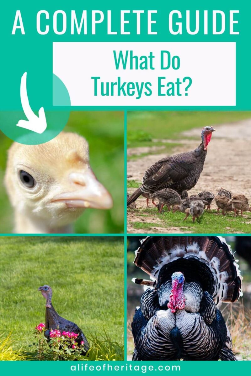 What Do Turkeys Eat?