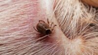 How to Prevent Ticks on Goats and What to Do If They Get One