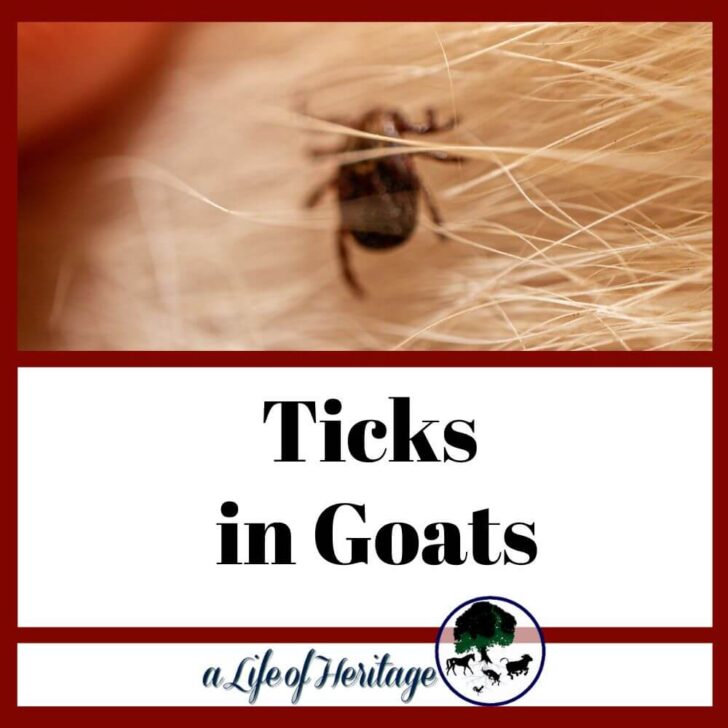 Staph Infections in Goats: How to Treat and Are They Contagious?
