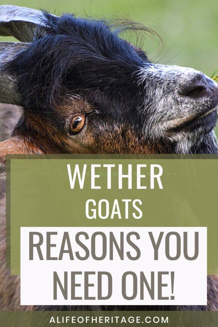 What is a Wether Goat? Yup! You need one! Here's why...