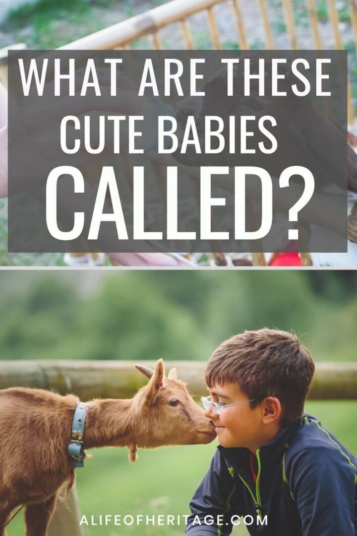 What is a Baby Goat Called? There's more to know than the name!