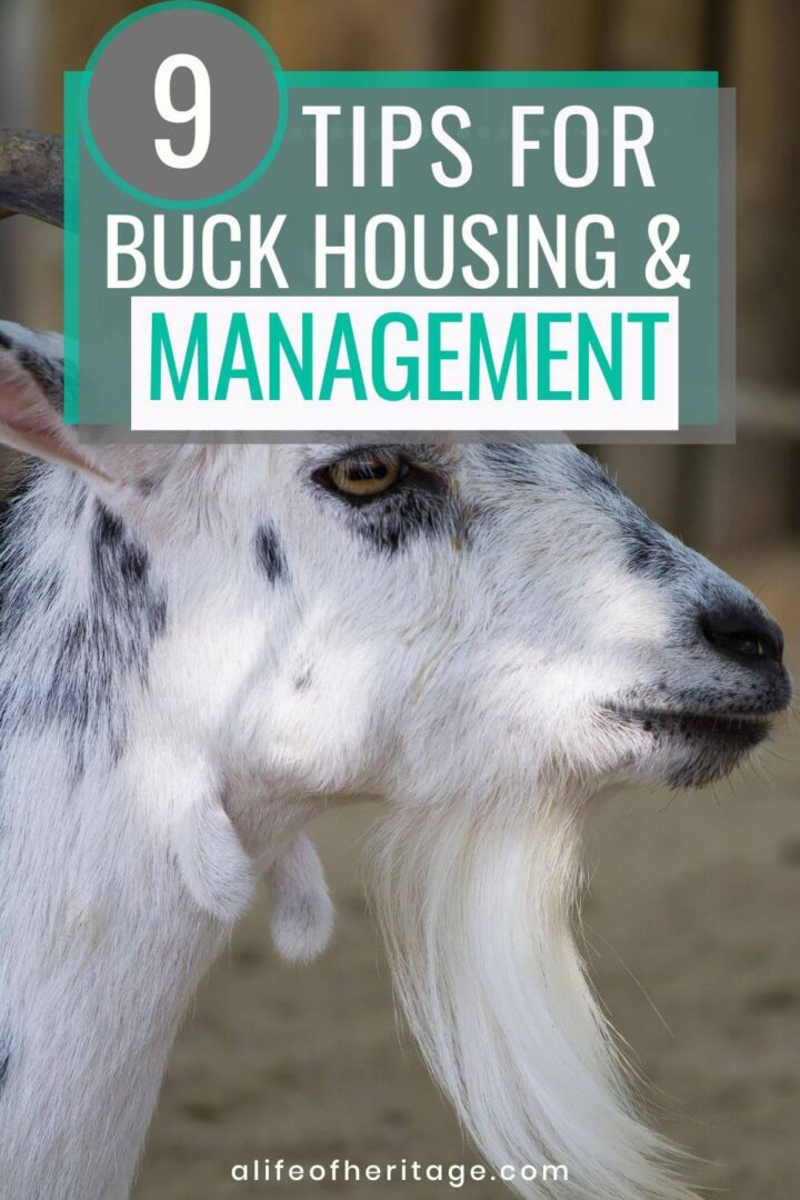 Buck Housing and Management