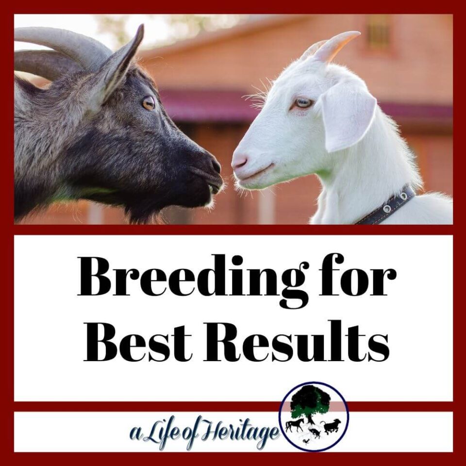 Breeding Your Goats for Optimal Milk Production