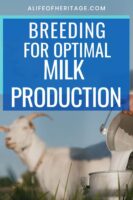 Breeding Your Goats for Optimal Milk Production