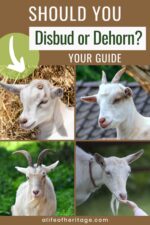 Disbudding and Dehorning Goats September 2025