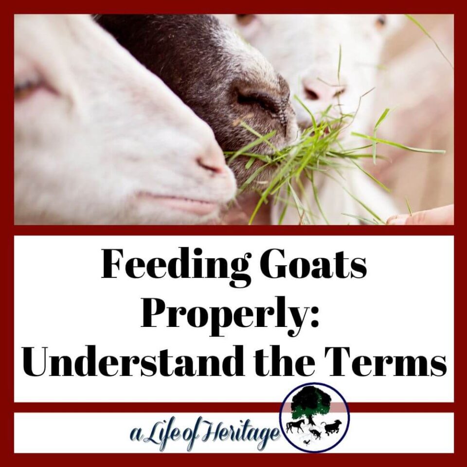 Blog ⋆ Page 4 of 44 Articles from A Life of Heritage about Goats ...