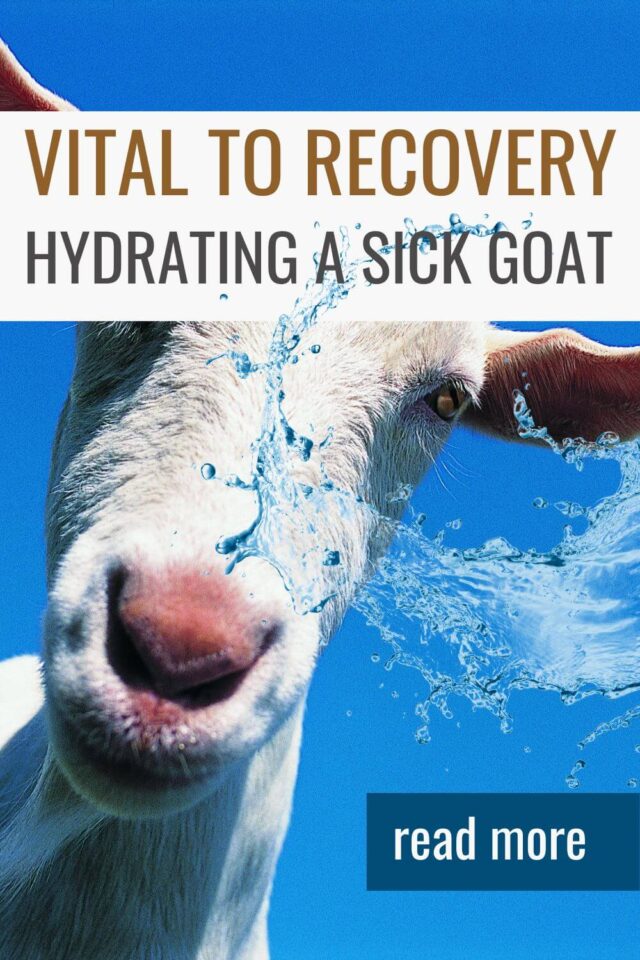 Vital Recovery: Hydrating a Sick Goat