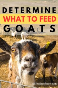 Determine the Hay, Forage & Feed to Give Your Goats