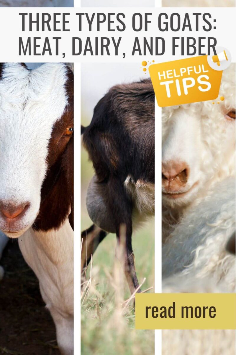 Three Types of Goats: Meat, Dairy, and Fiber