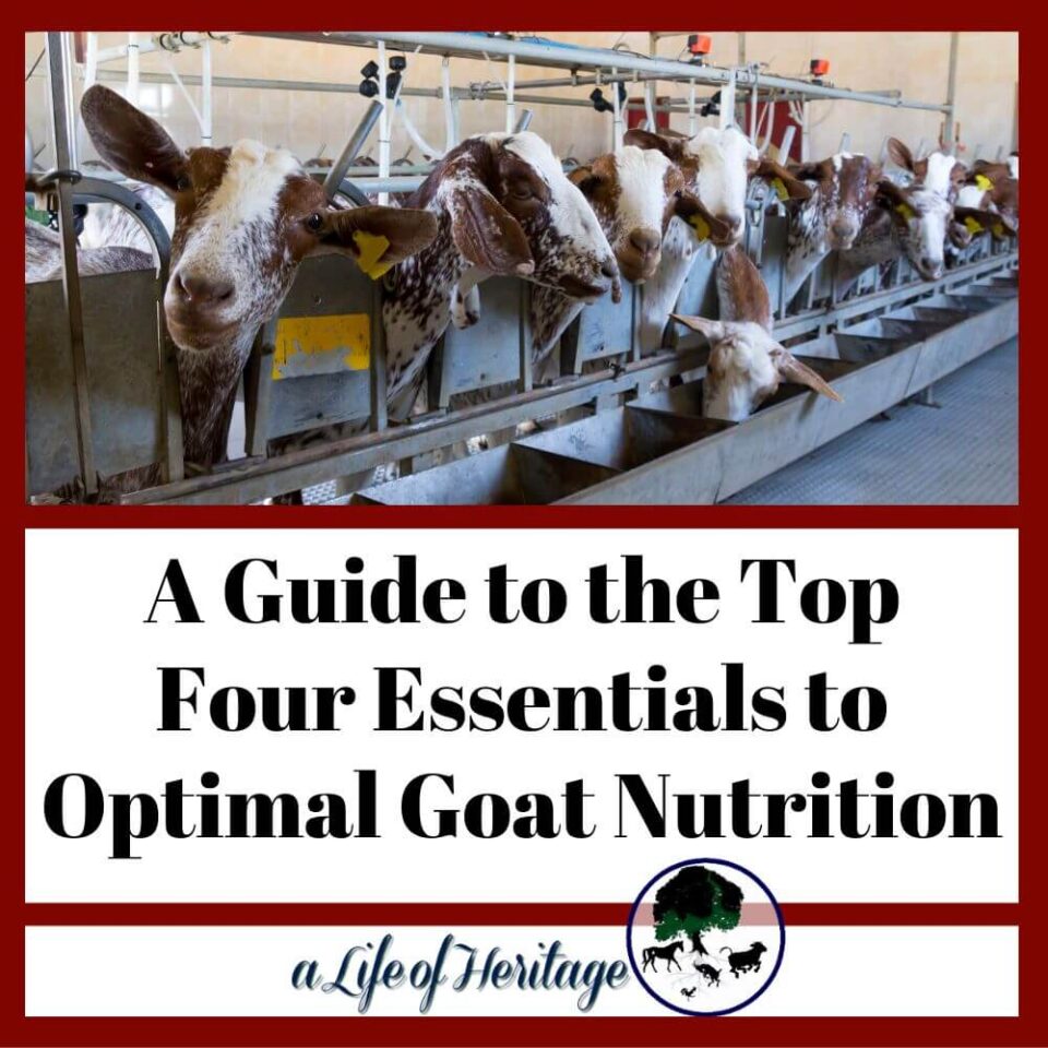 Raising Goats Information and Resources for 2026