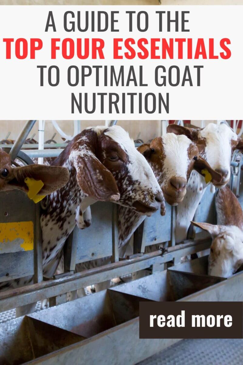 A Guide to the Top Four Essentials to Optimal Goat Nutrition