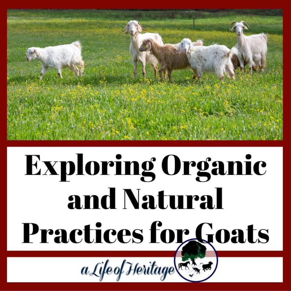 Raising Goats Information and Resources for 2024