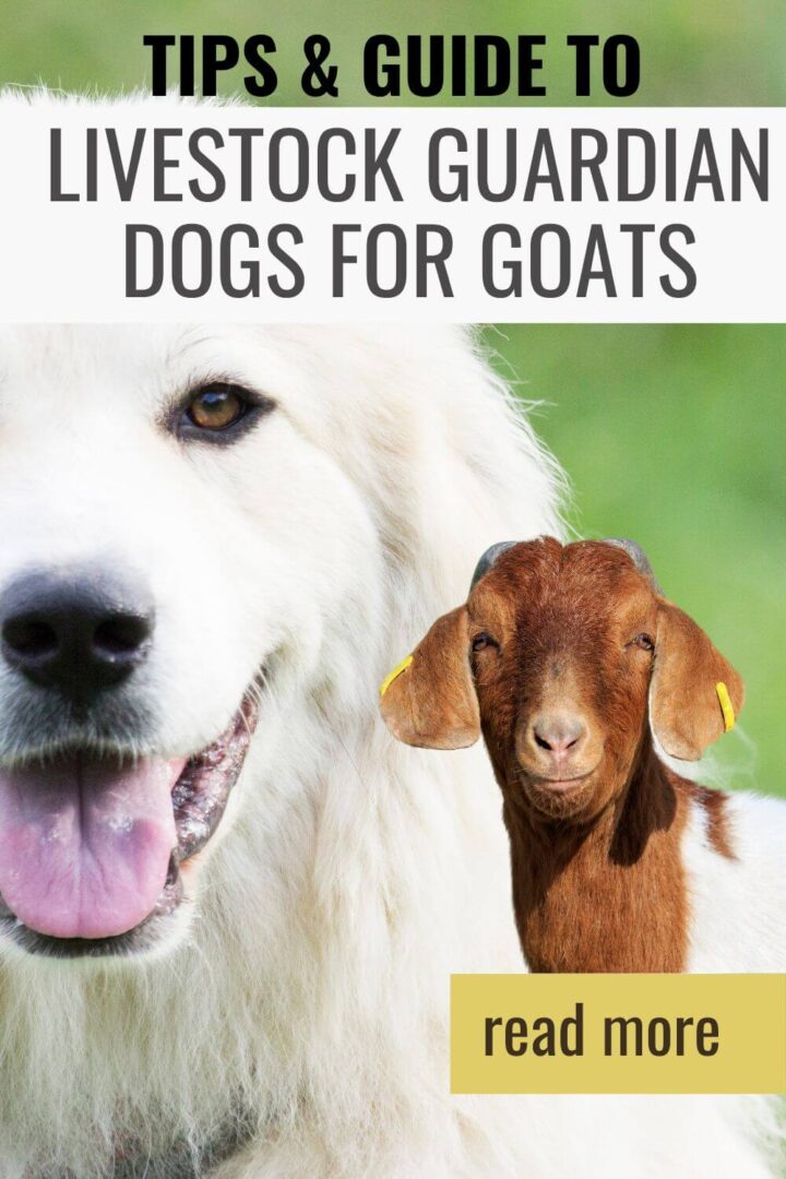Livestock Guardian Dogs for Goats