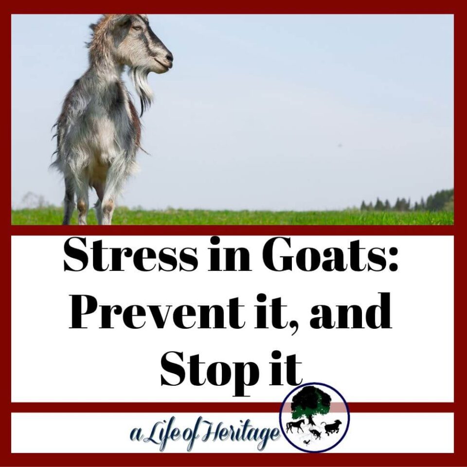 The Truth About "Fainting" Goats