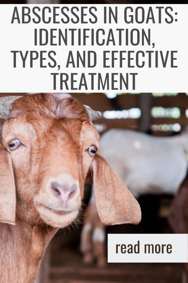 Abscesses in Goats: Identification, Types, and Effective Treatment