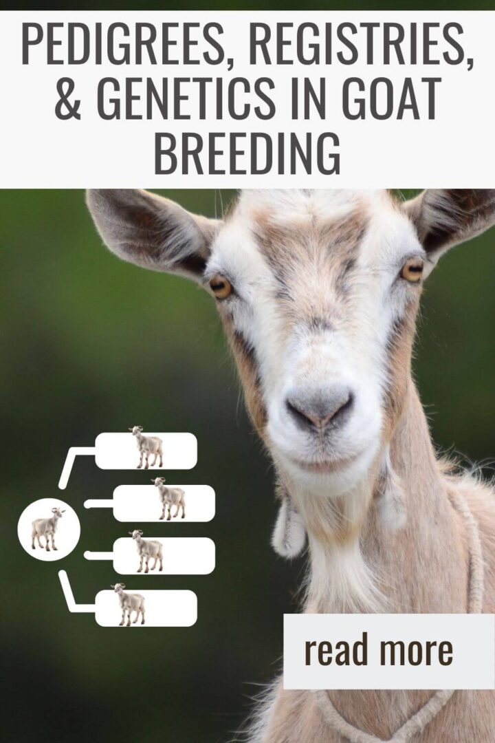 Pedigrees, Registries, and Genetics in Goat Breeding
