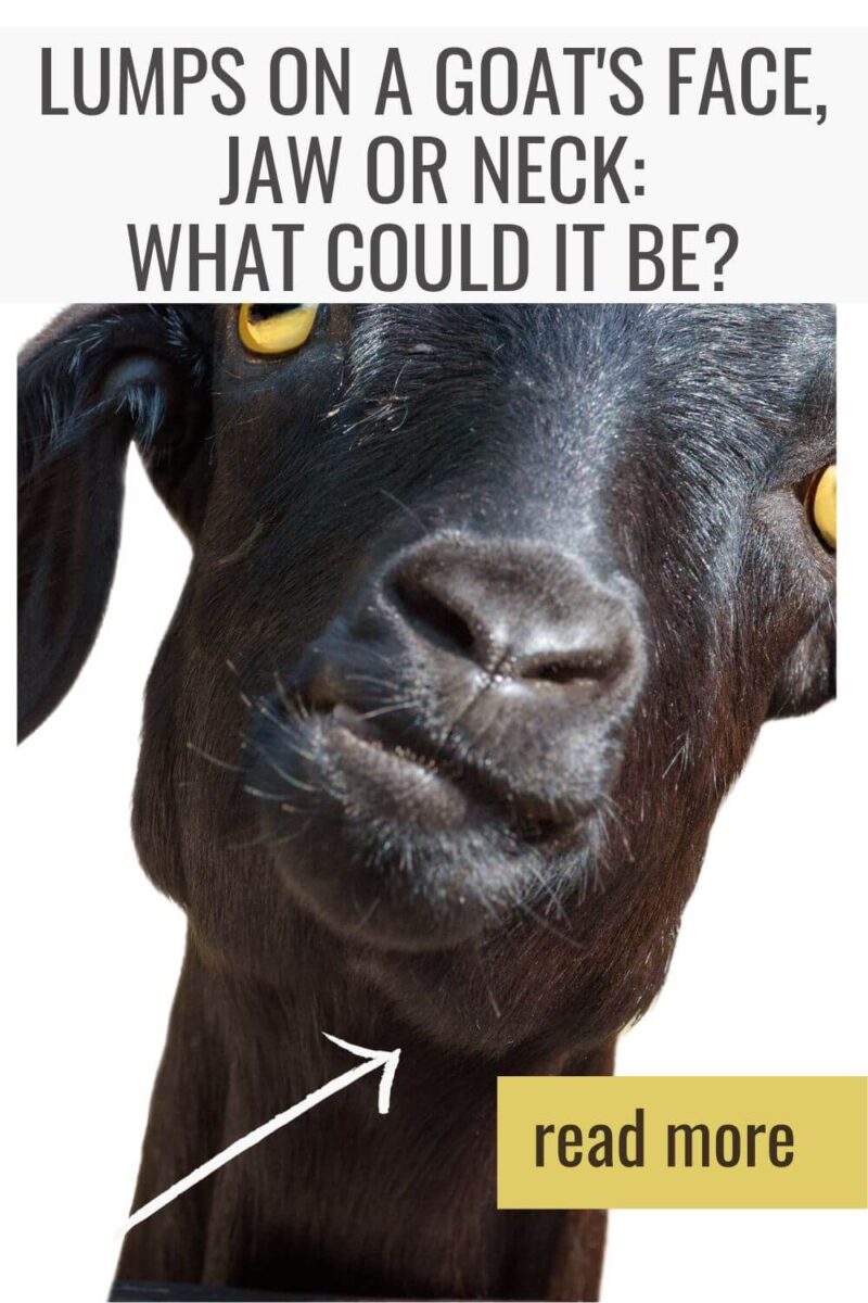 Lumps On A Goats Face Jaw Or Neck What Could It Be
