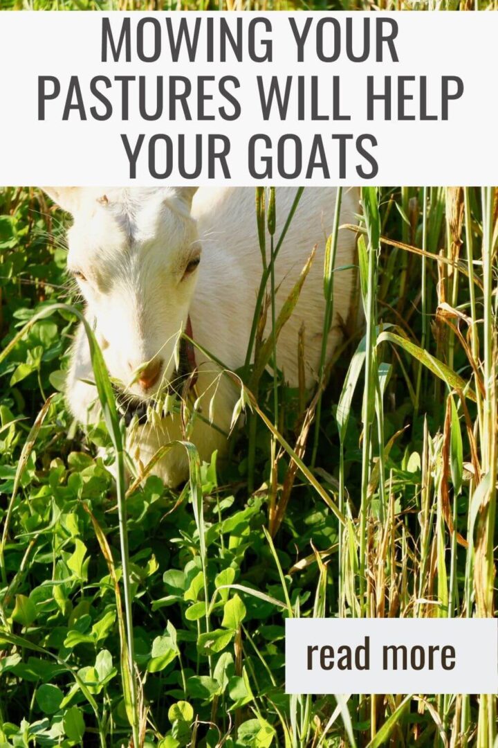 Mowing Goat Pastures Will Help Your Goats