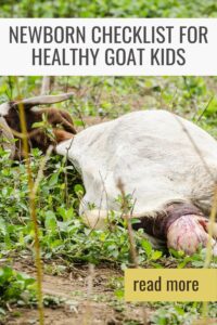 Newborn Checklist for Healthy Goat Kids