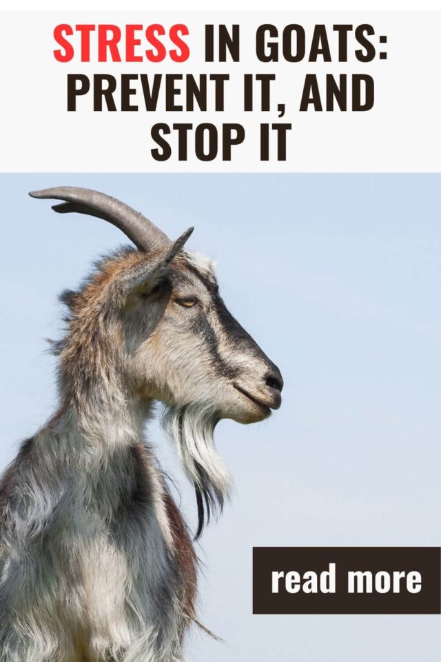 Stress in Goats: Prevent it, and Stop it